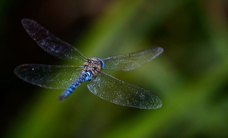 DRAGONFLIES ABOUND IN CLAY CENTER | KCLY Radio