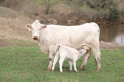 Preparation is Key to a Successful Calving Season | KCLY Radio