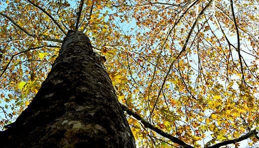 Volunteer Trees Need to be Controlled Now | KCLY Radio