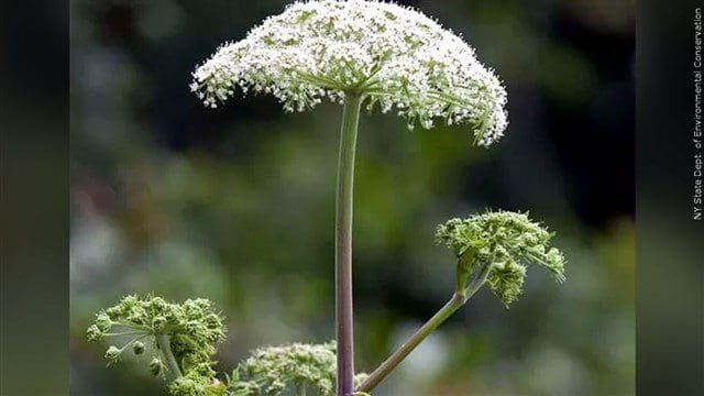 K-State Releases Updated Guide on Chemical Weed Control | KCLY Radio