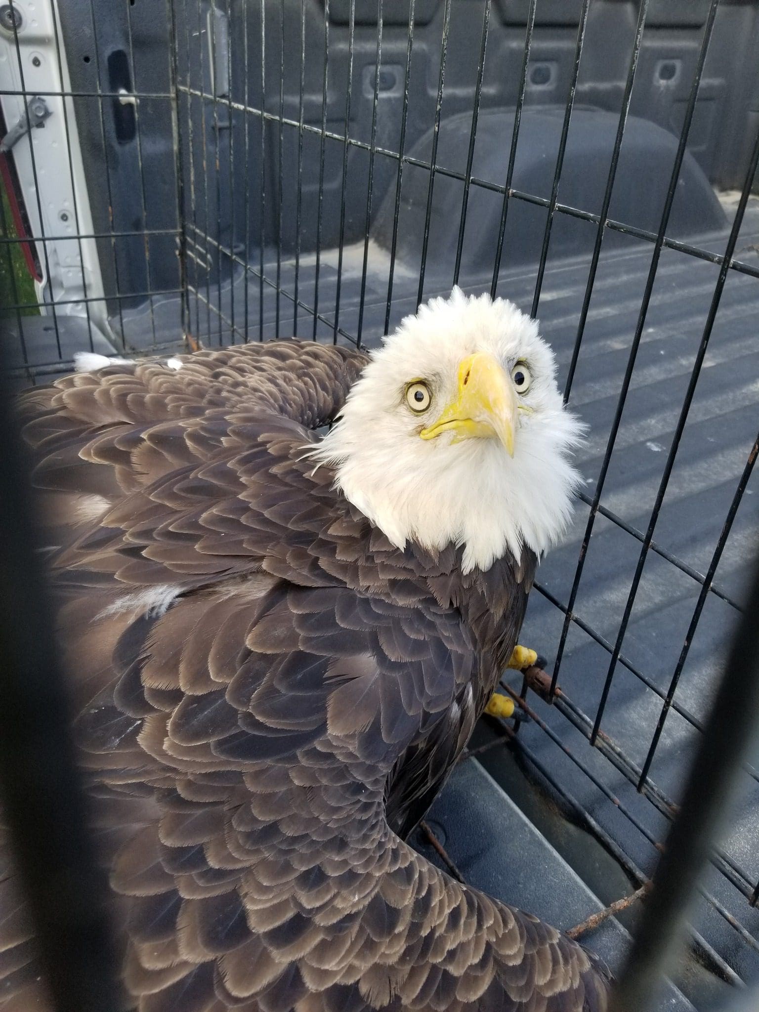 Kansas Department of Wildlife and Parks Rescues Bald Eagle in Clay ...