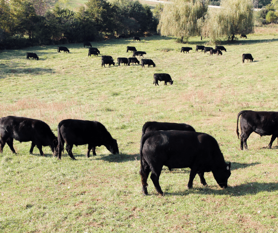Central Kansas Beef Summit Program to be Held in Beloit, Kansas | KCLY ...