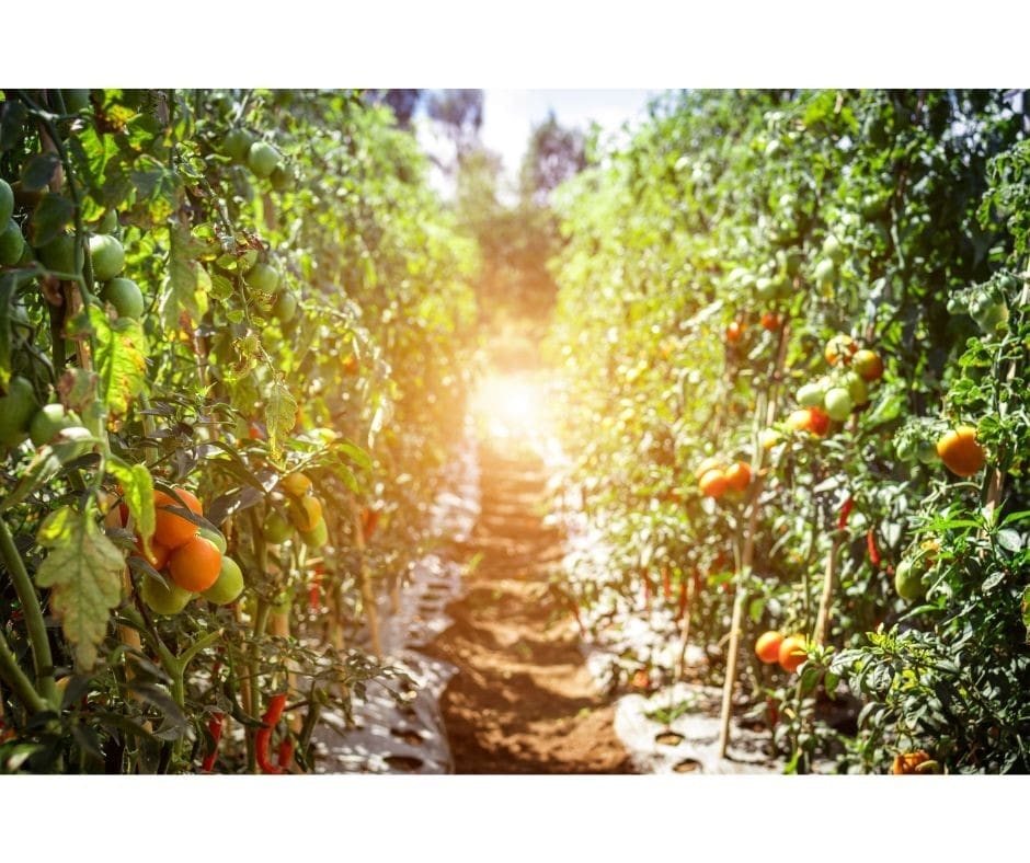 Applications Now Available for 2024 Specialty Crop Block Grant Program ...