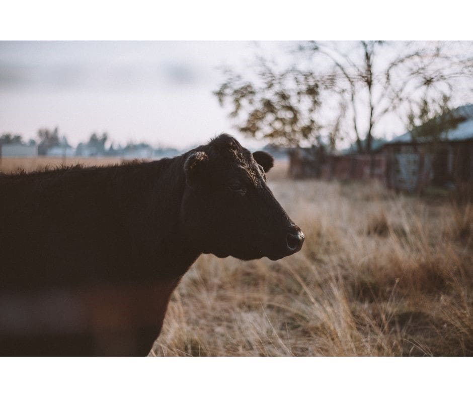 P5 Ranch Under New Ownership | KCLY Radio