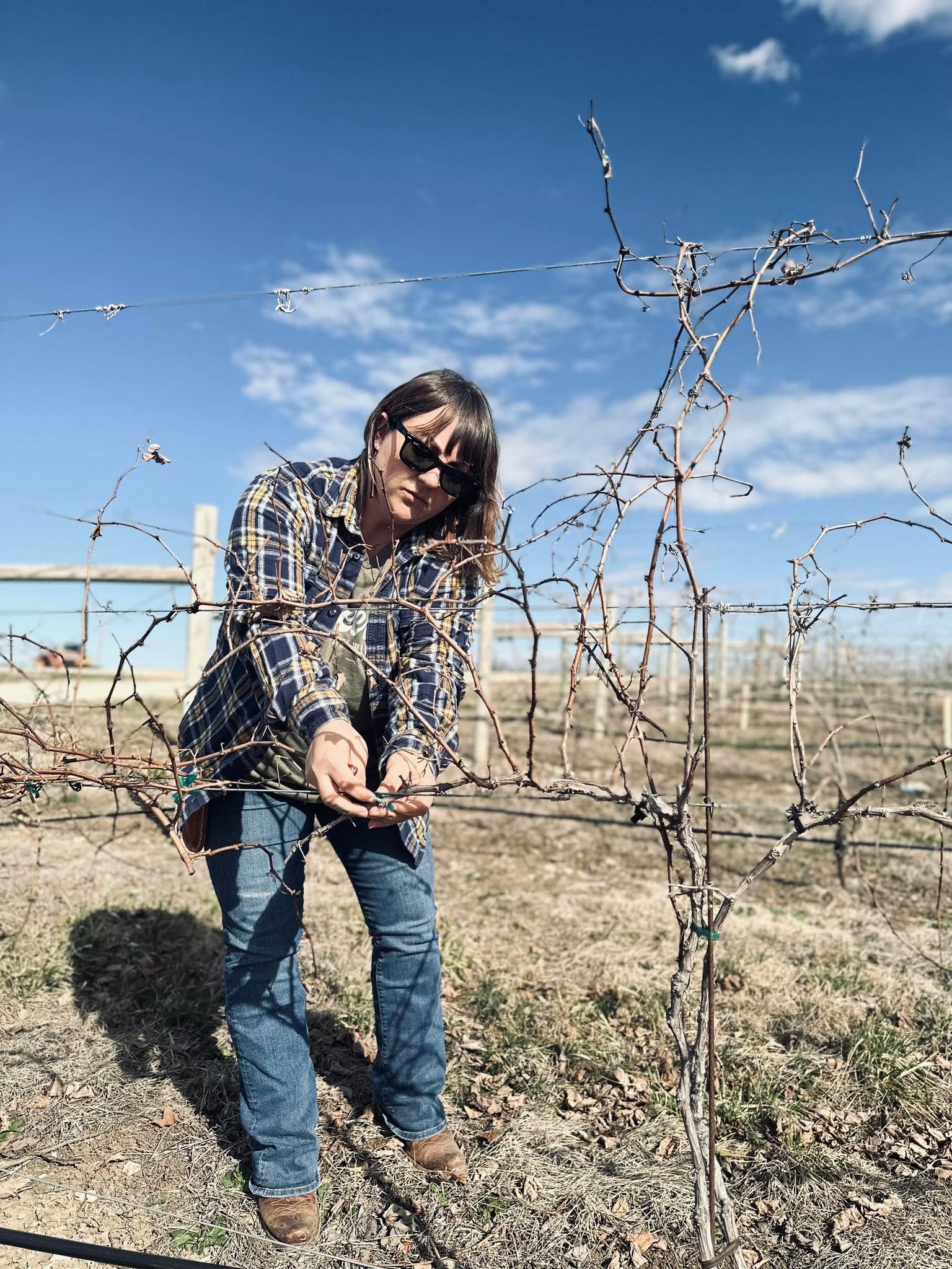 Through the Grapevine: Local Woman Helps Grow Liquid Art Wine | KCLY Radio