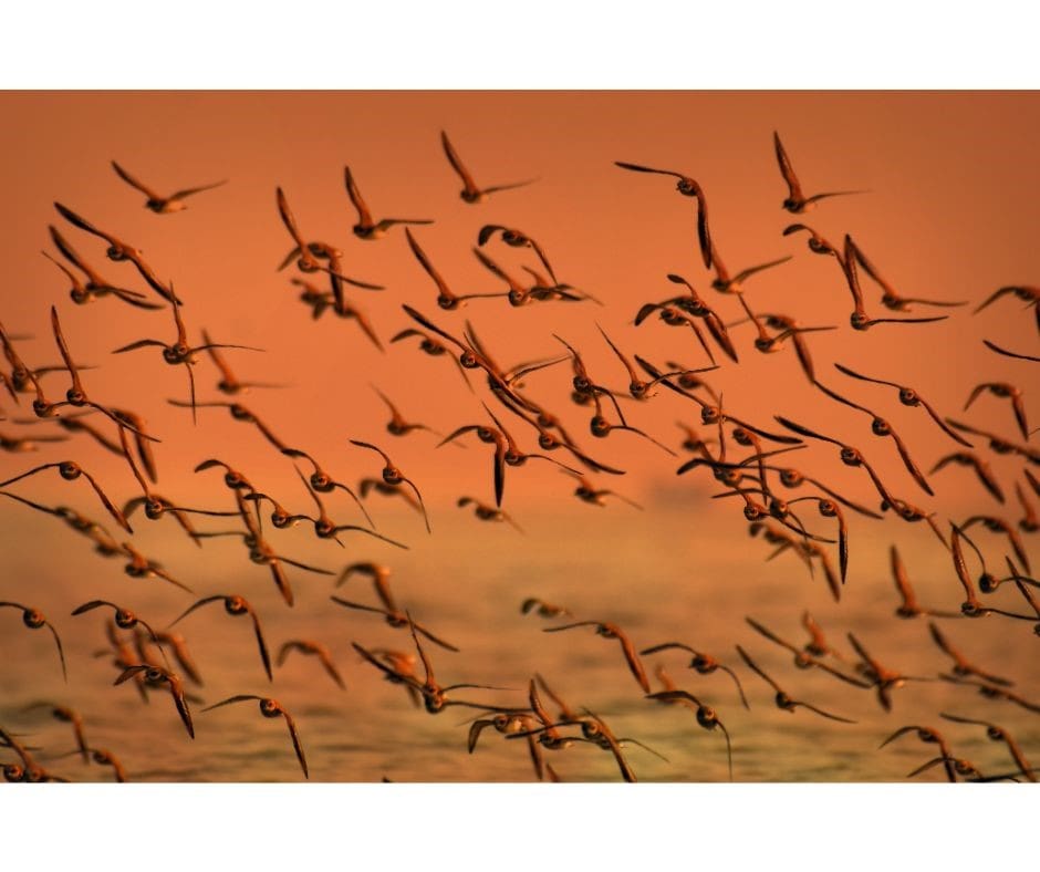 The 2024 Kansas Birding Big Year Contest Has Begun | KCLY Radio