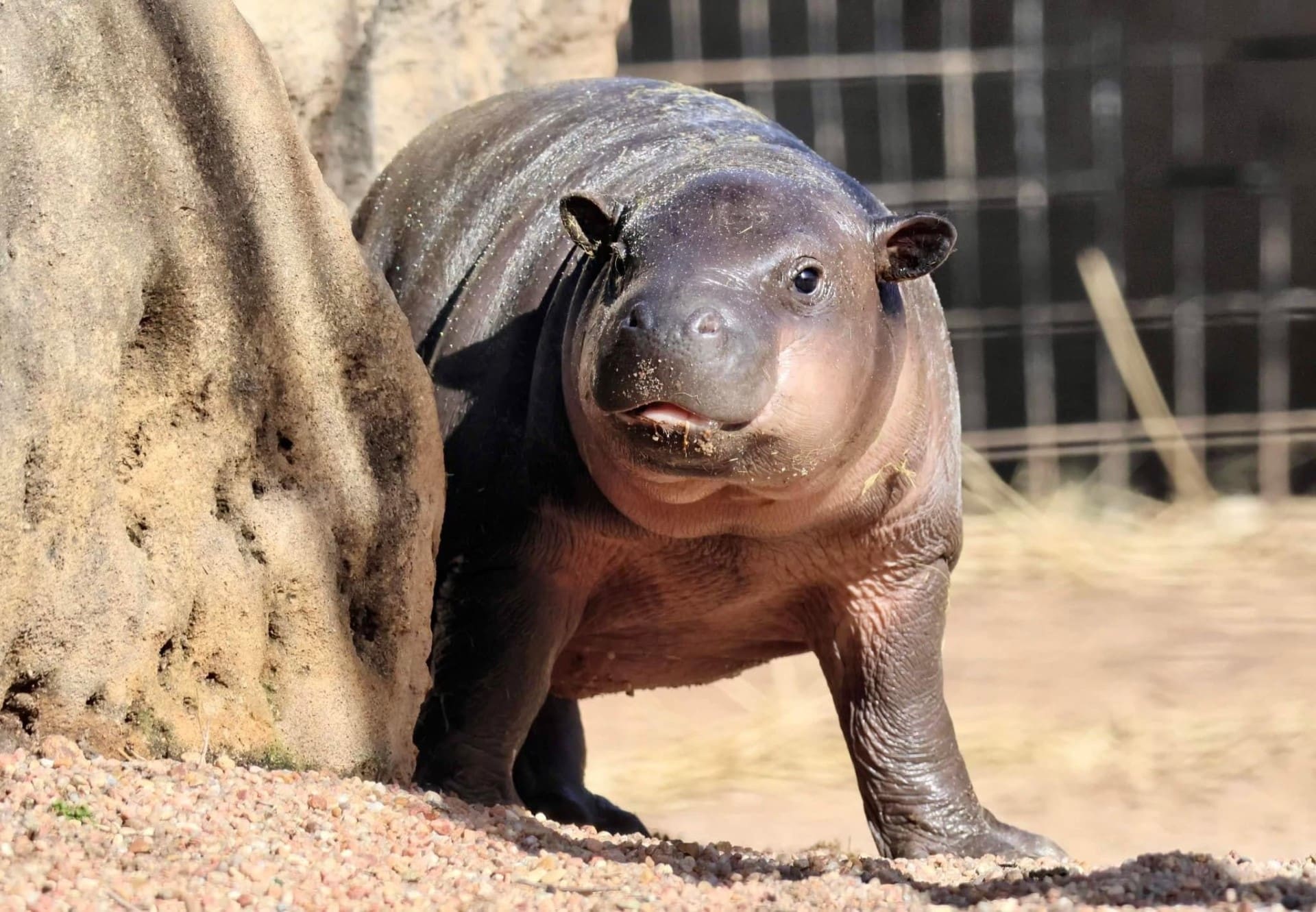 Tanganyika Wildlife Park Unveils Endangered Pygmy Hippo’s Name | KCLY Radio