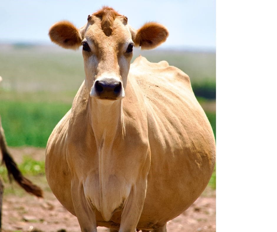 K-State Veterinarians Highlight Importance of Timing and Training in AI ...