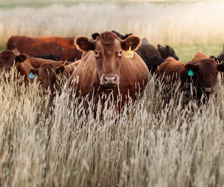 The Riley County Livestock Association Spring Meeting Set as Grazing ...