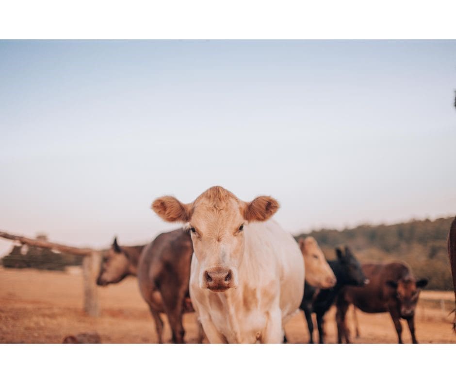 Mycoplasma Pneumonia in Beef Cattle: A Unique Challenge in Respiratory ...