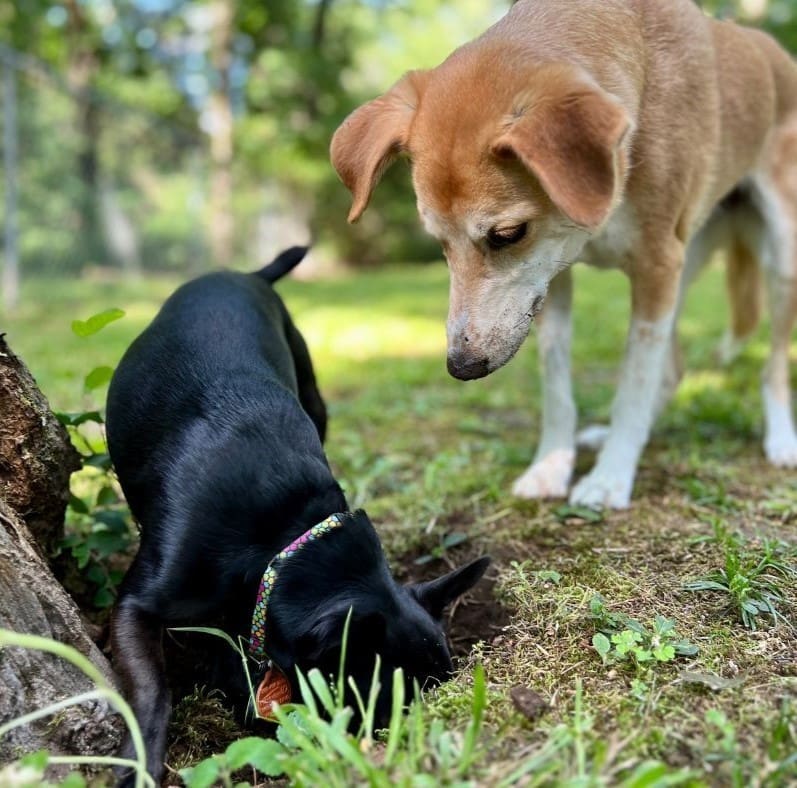 April is Kansas Safe Digging Month | KCLY Radio