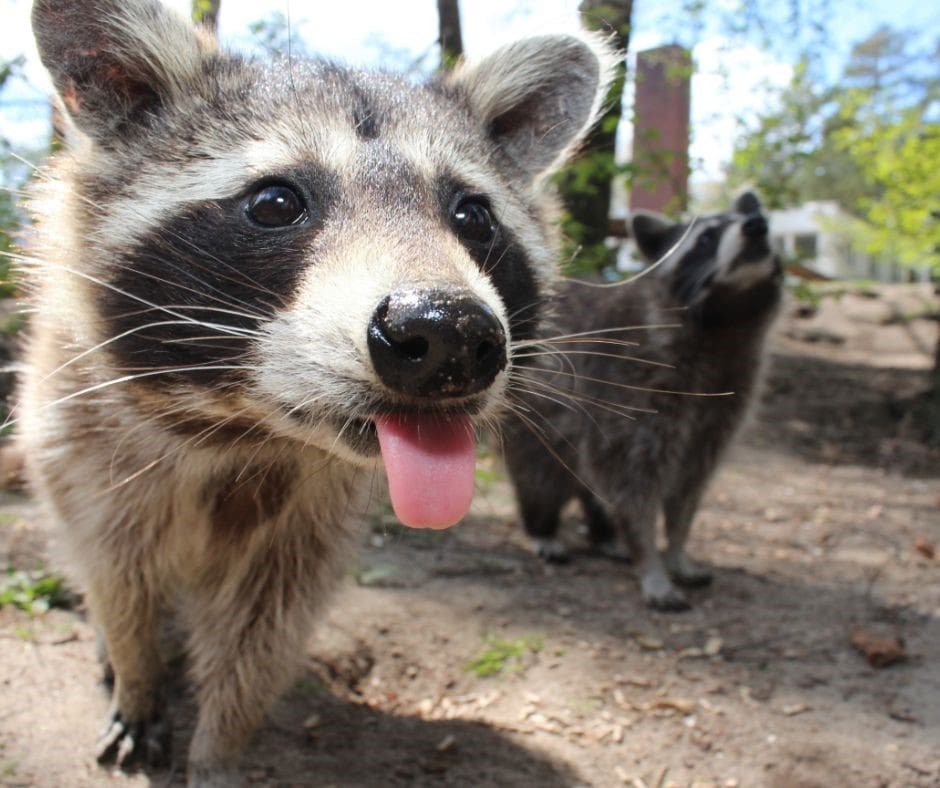 Kansas Wildlife Department Approves Year-Round Hunting Season for ...