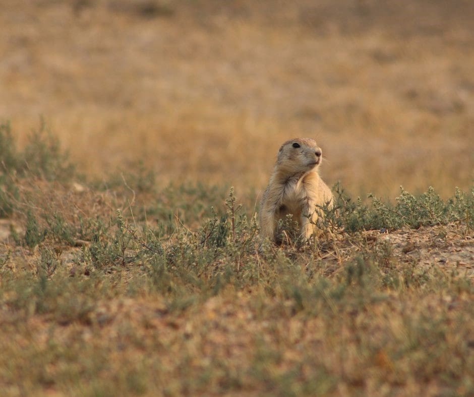 National Prairie Day: Celebrating America’s Grasslands and Advocating ...