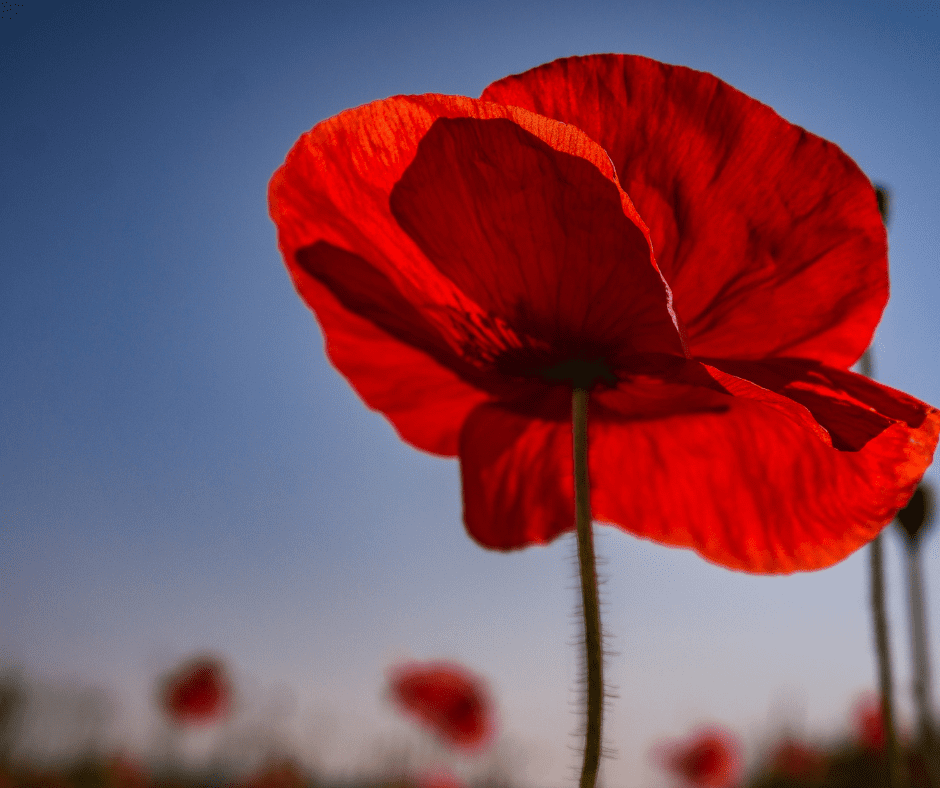 ALA Unit 101 To Distribute Poppies at Tasty Pastry, Ray’s Apple Market ...