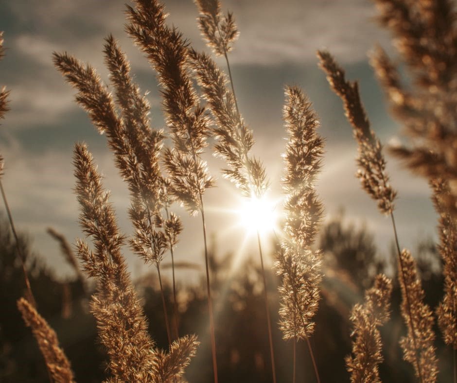 Kansas State University’s Wheat Quality Lab: Pioneering High-Quality ...
