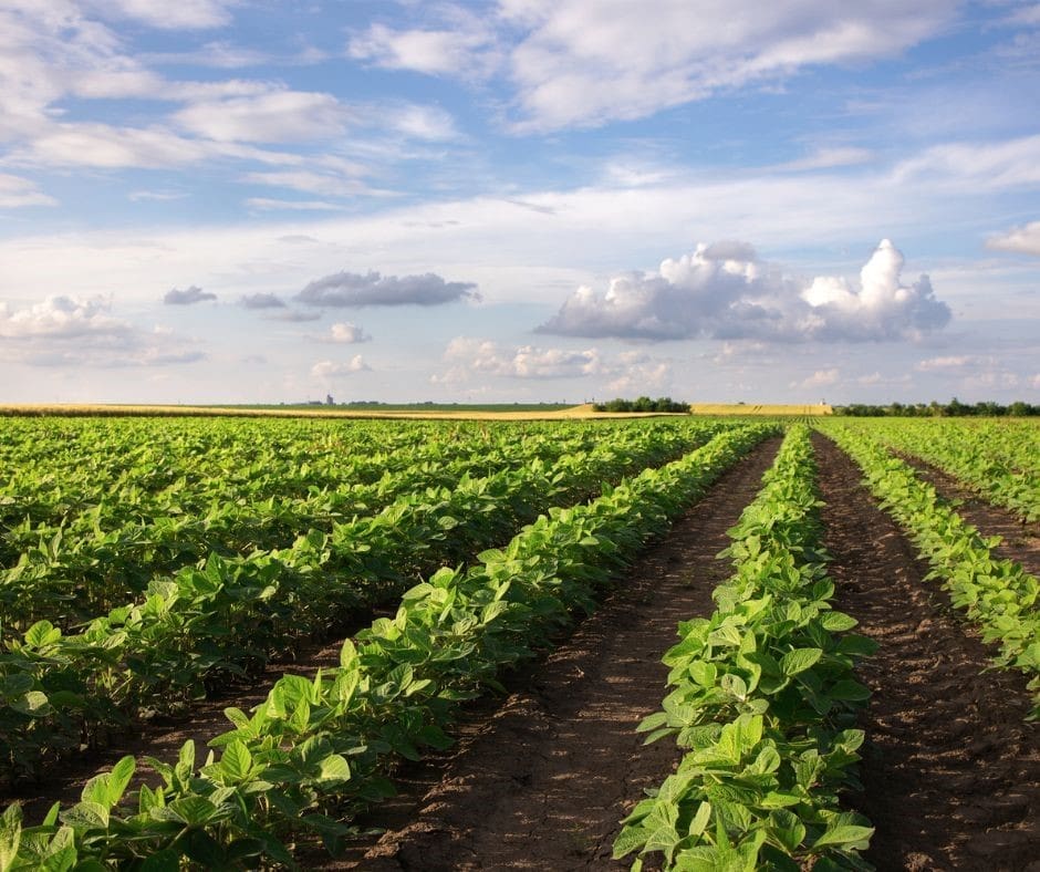 Soybean Gall Midge Infestation in Kansas: A New Threat to Crop Yields ...