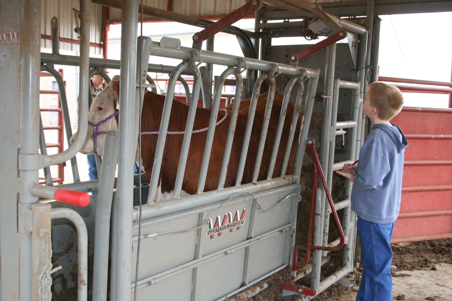 Preparing 4-H Fair Projects: K-State Experts Advise on Animal Care and ...