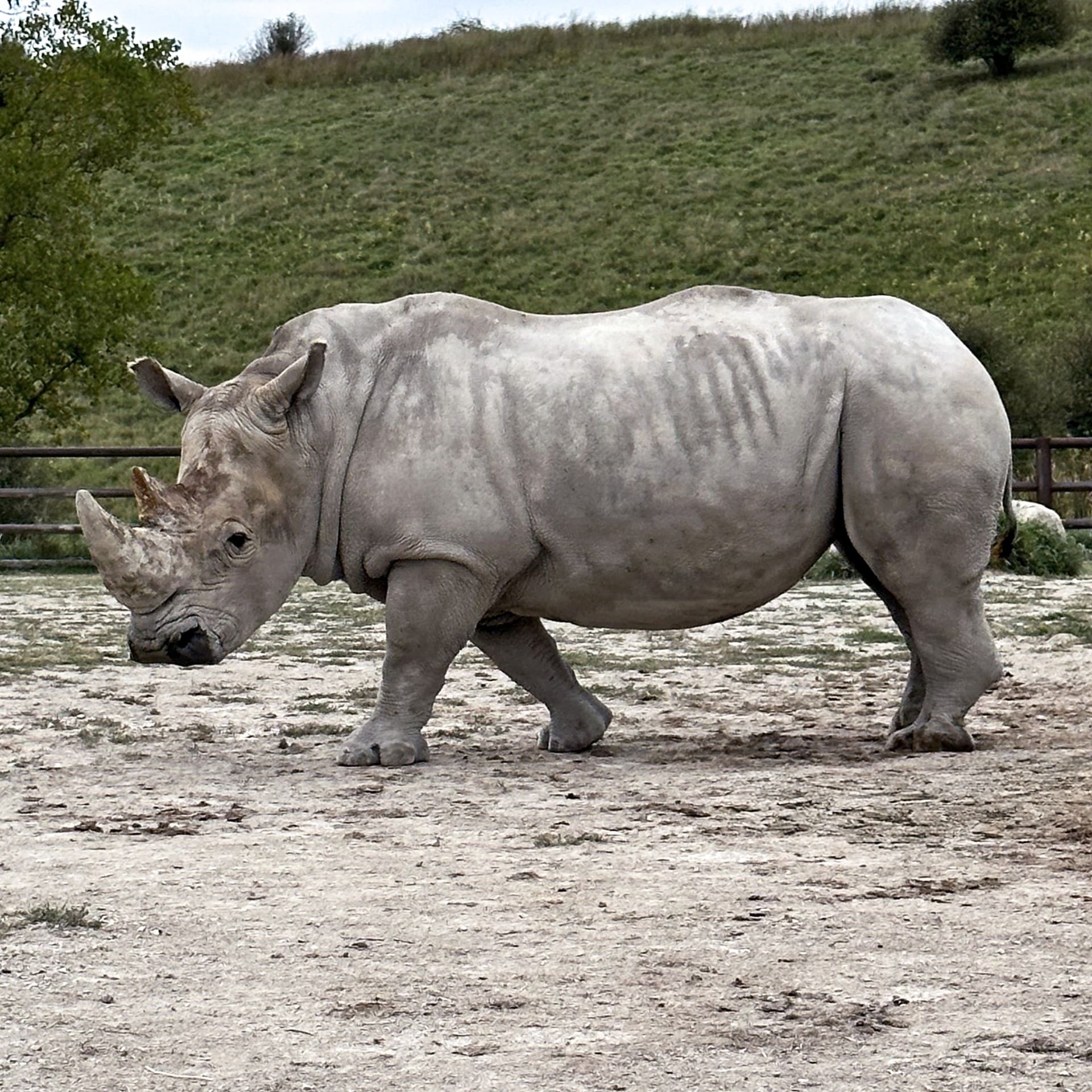 Rolling Hills Zoo Welcomes Kengele: A New Chapter in Southern White ...
