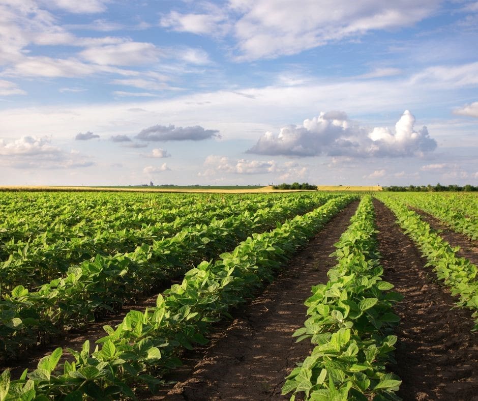 Revolutionizing Soybean Farming: BASF’s Nemasphere Trait Promises 8% ...