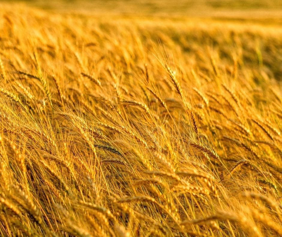 Kansas Farmers Celebrate 150th Harvest of Historic Turkey Red Wheat: A ...