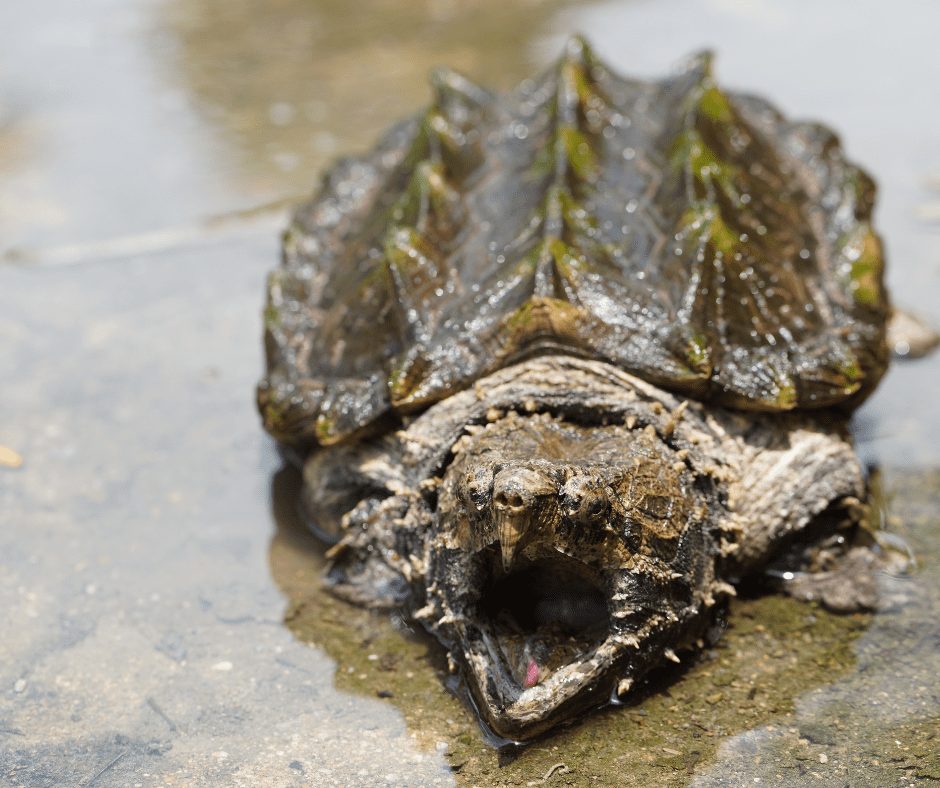 Kansas Department of Wildlife and Parks Joins Effort to Reintroduce ...