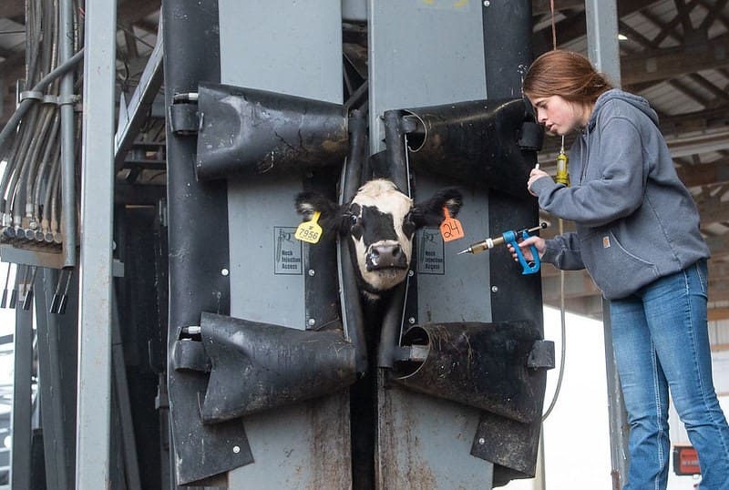 Selecting Antibiotics for Cattle: Key Factors and Best Practices ...