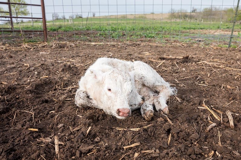 K-State Experts Discuss Causes, Prevention, and Management of Weak Calf ...