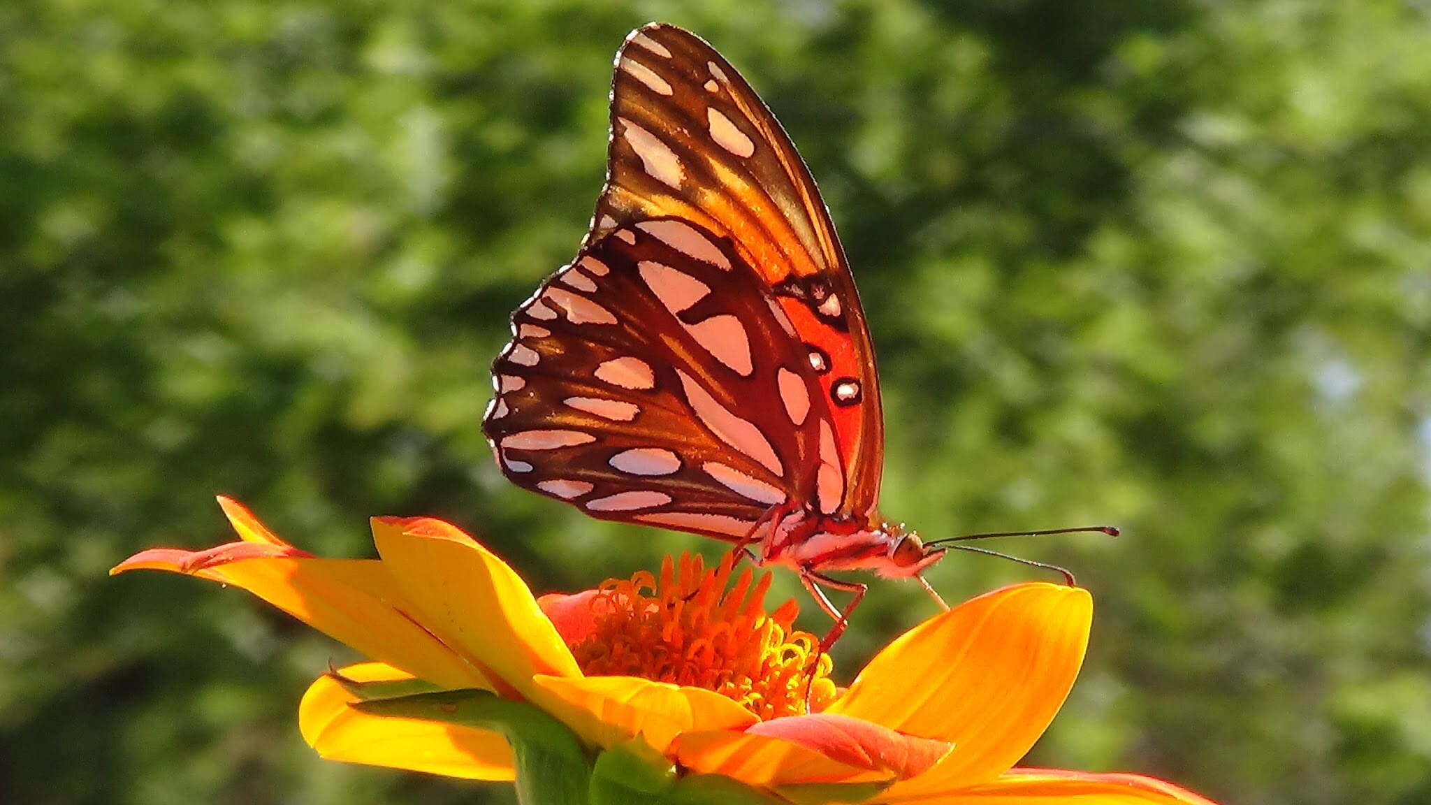 Regal Fritillary Butterfly Proposed for Threatened and Endangered ...