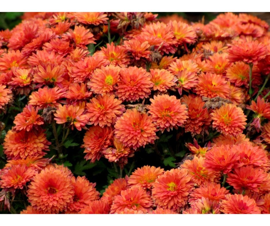 Garden Mums Sale to Benefit Clay County Medical Center’s Emergency Fund ...