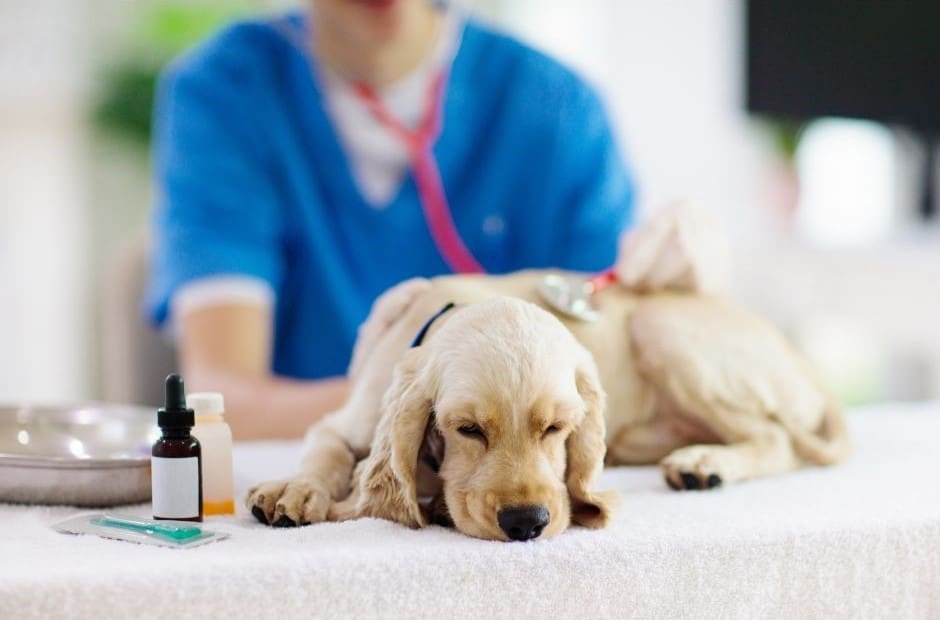 Elanco Invests $130 Million in Expansion to Boost Monoclonal Antibody ...