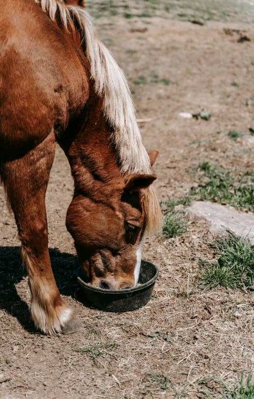 Beutler and Son Rodeo Company Loses Dozens of Horses to Contaminated ...