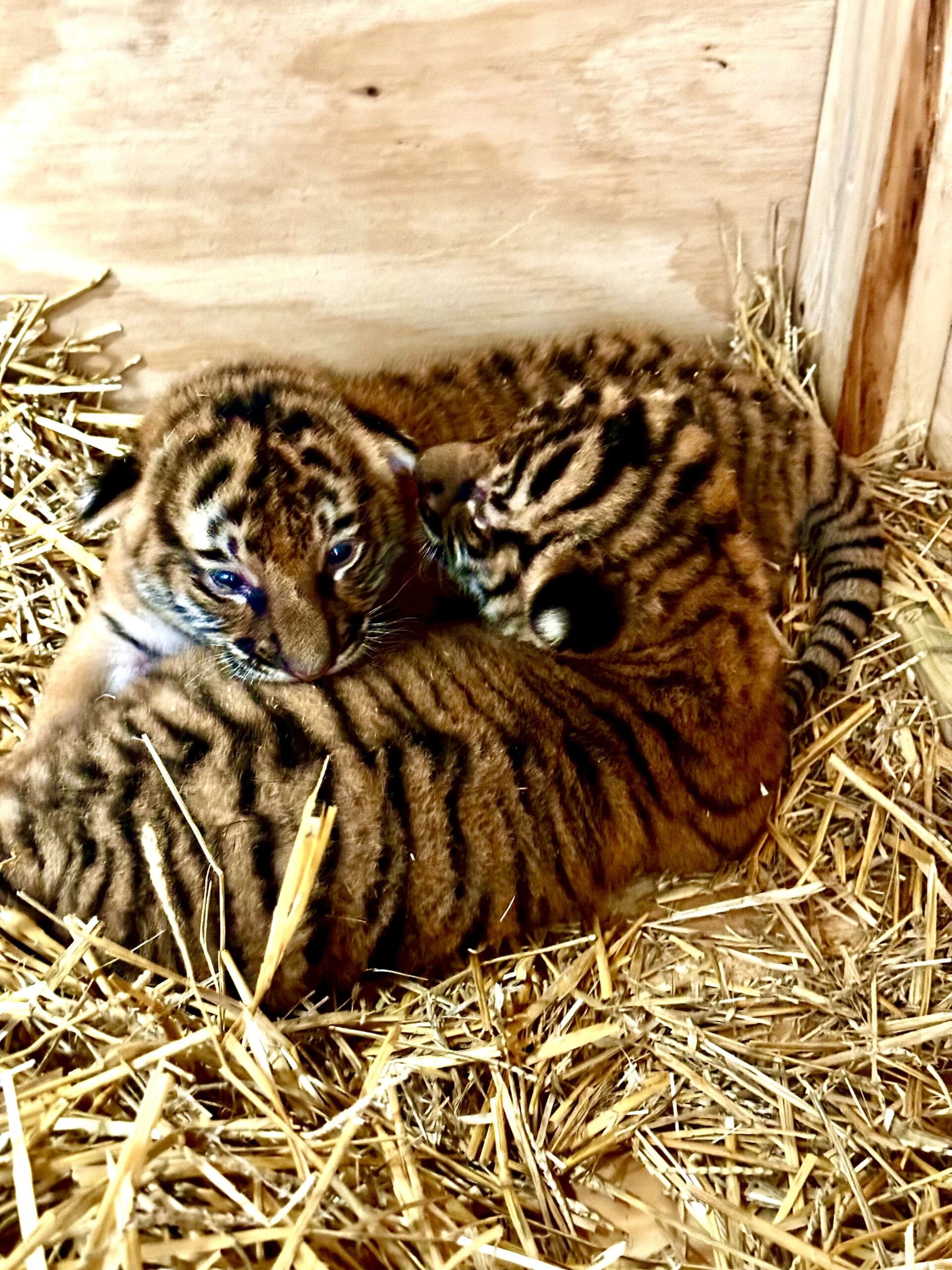 First-Ever Malayan Tiger Cubs Born at Sunset Zoo | KCLY Radio