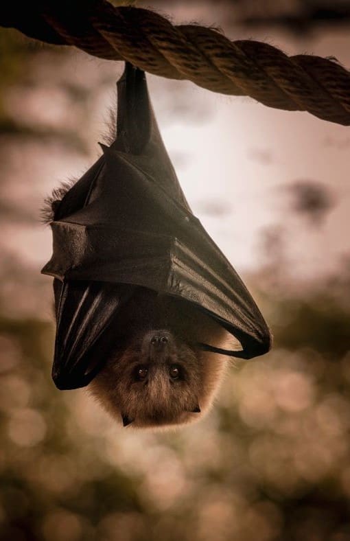 Uninvited Guests: Kansas Bats, Their Halloween Legacy, and How to ...