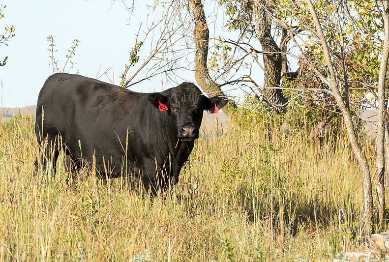 Post-Breeding Care for Bulls: Importance of Rest, Nutrition, and Hoof ...