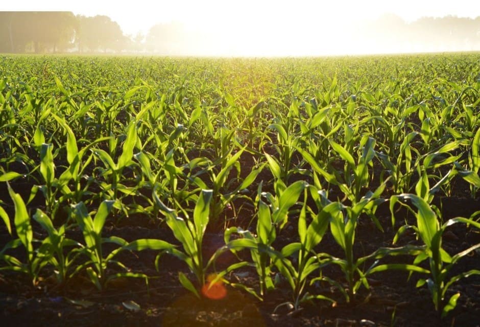 Maximizing Yield: Small Changes Lead to Big Profits Amid Low Commodity ...