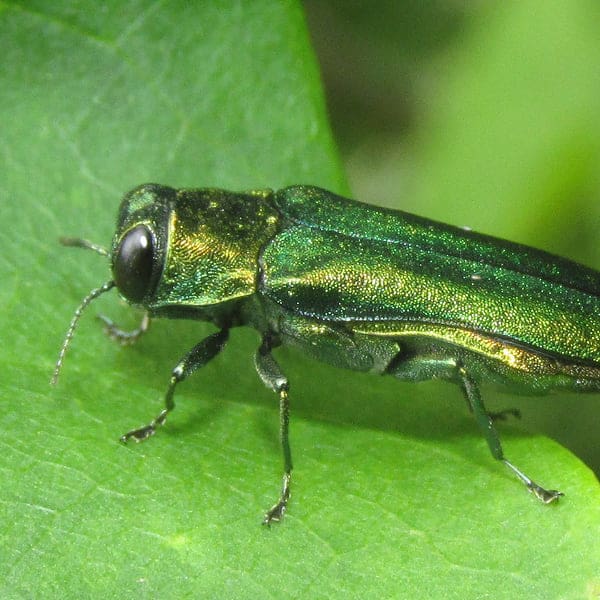 Emerald Ash Borer Confirmed in Nemaha County: Kansas Faces Growing ...