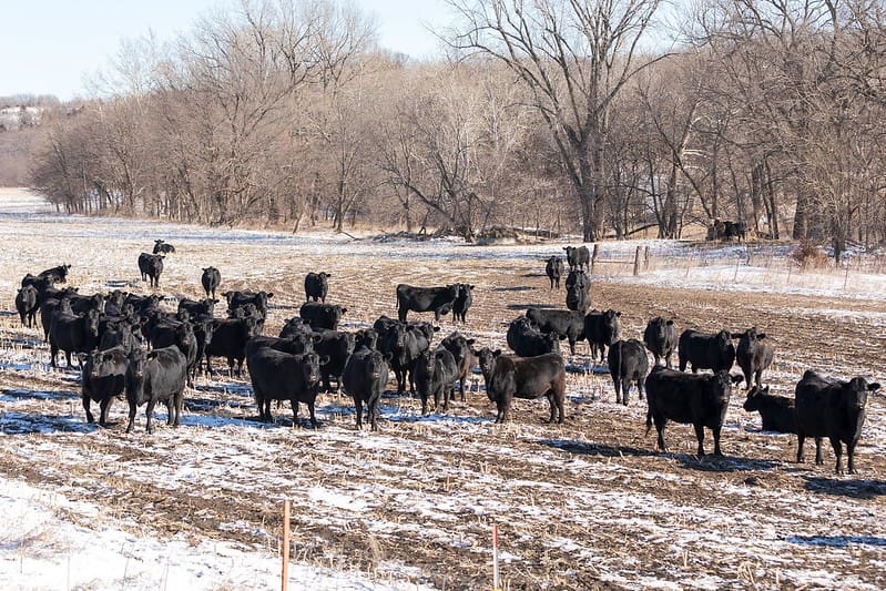 K-State Experts Offer Winter Tips for Ranchers to Protect Cattle from ...