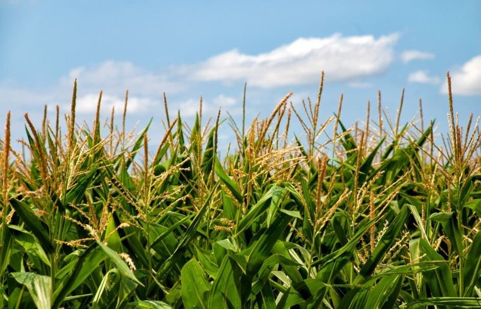 Noll Sets Kansas Corn Yield Record with 340.39 Bushels per Acre ...
