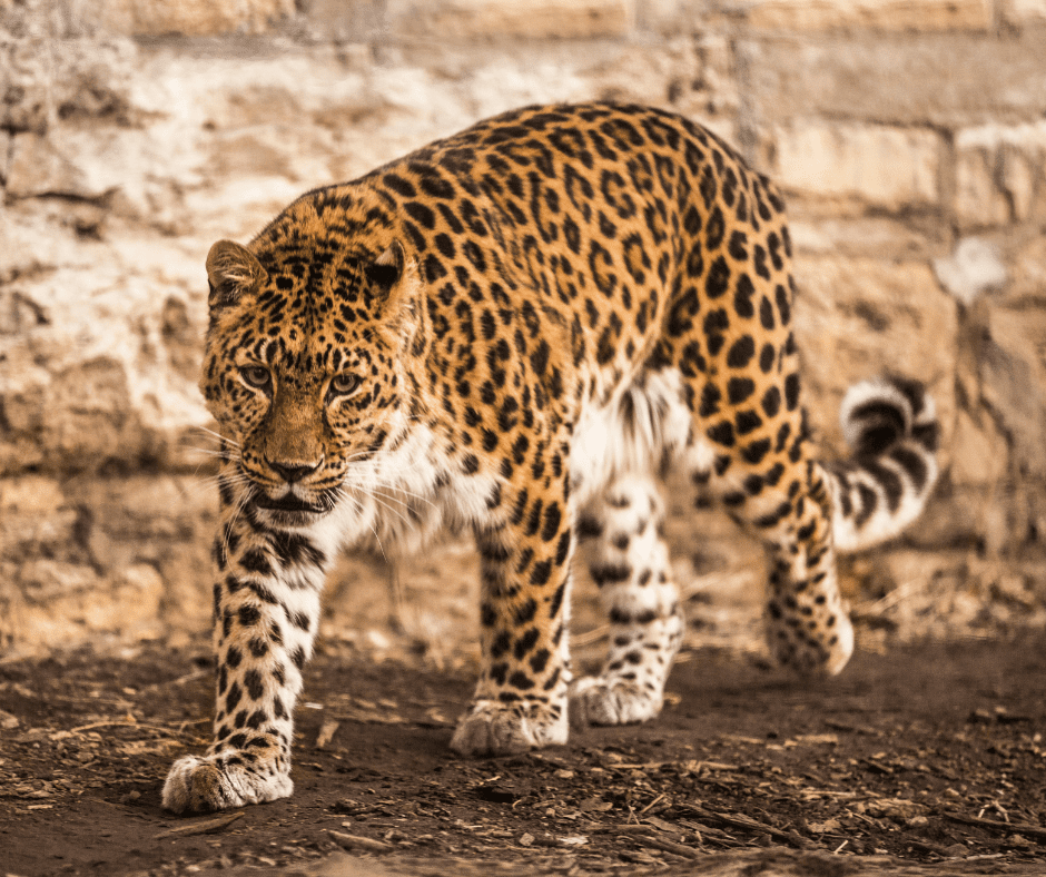 Sunset Zoo Mourns Loss of 20-year-old Amur Leopard, One of the Oldest ...