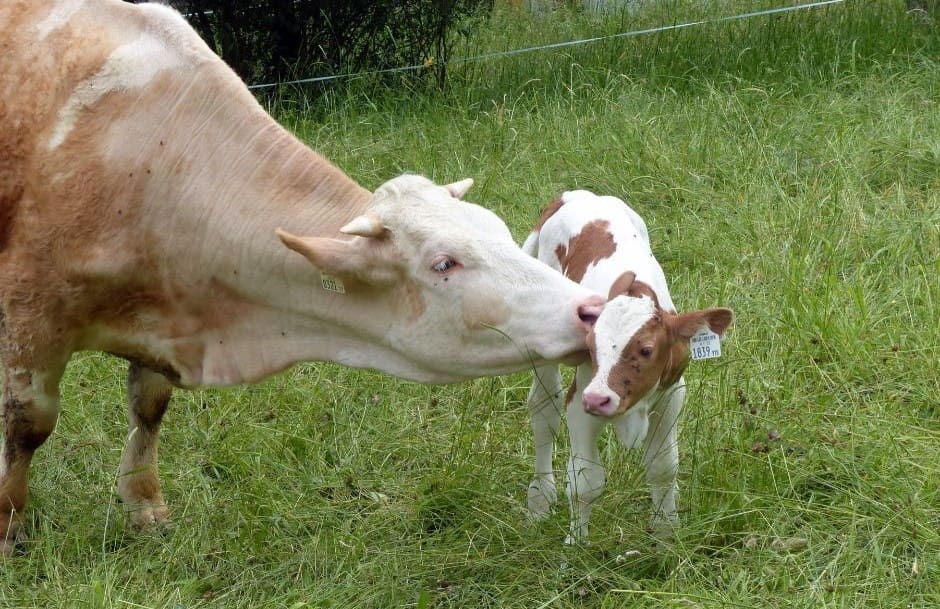 Boost Breeding Success: Key Strategies for a Healthy, Productive Cow ...