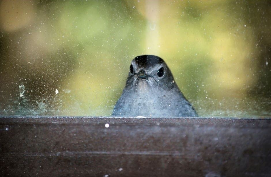 Protect Backyard Birds: How Window Films Can Prevent Deadly Collisions ...