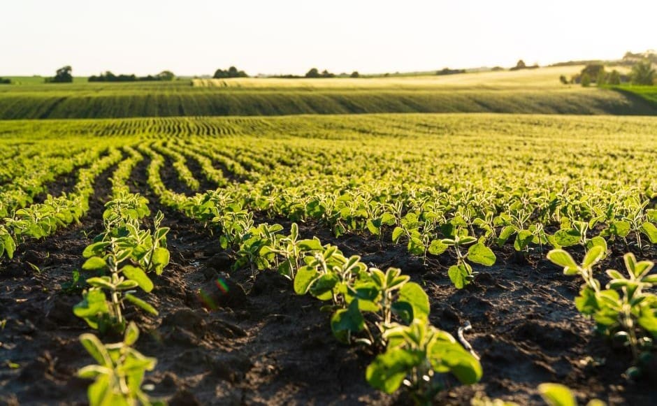 Effective Weed Control Tips for a Successful Soybean Growing Season ...