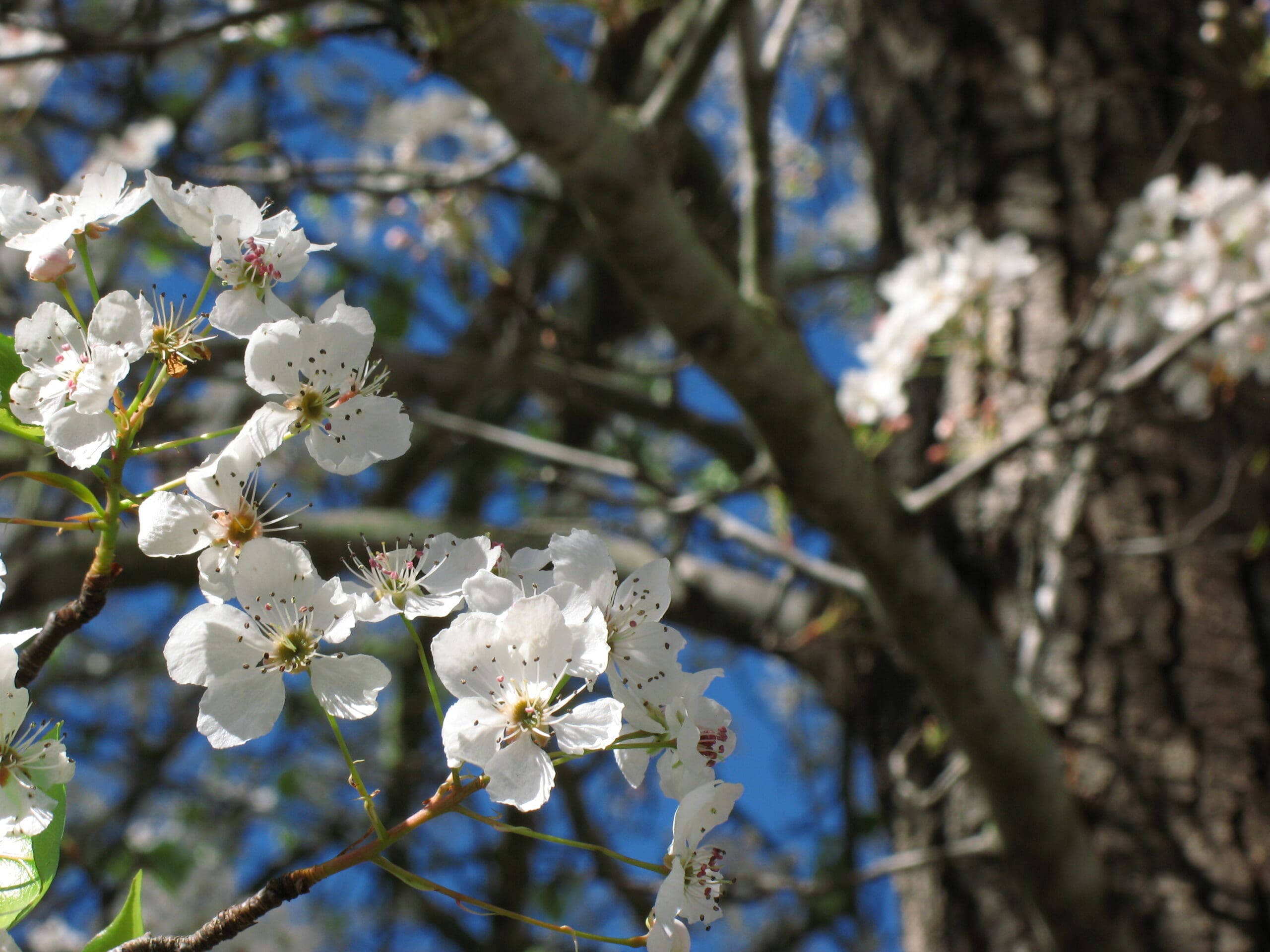 Kansas Forest Service to Host Callery Pear Buy-Back Events as Invasive ...