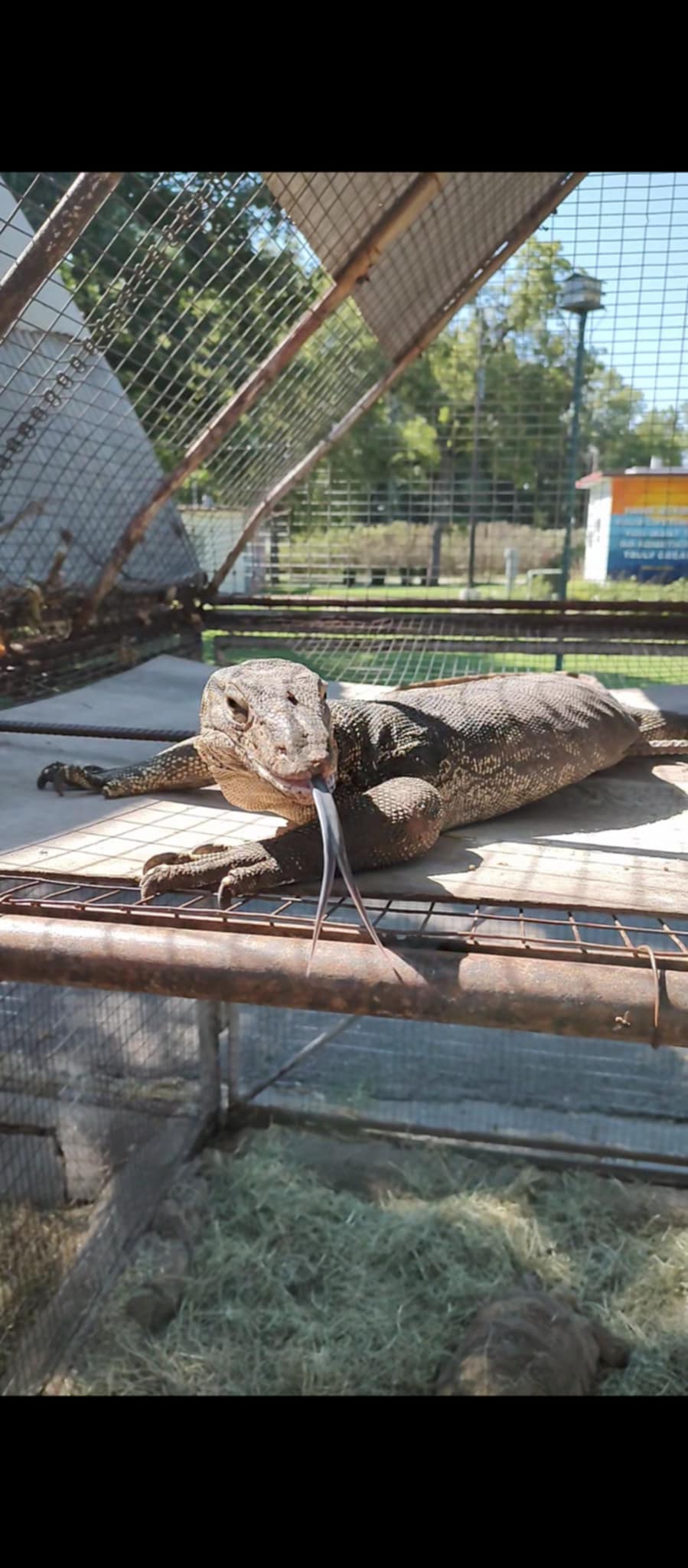 Clay Center Zoo Welcomes Asian Water Monitor | KCLY Radio