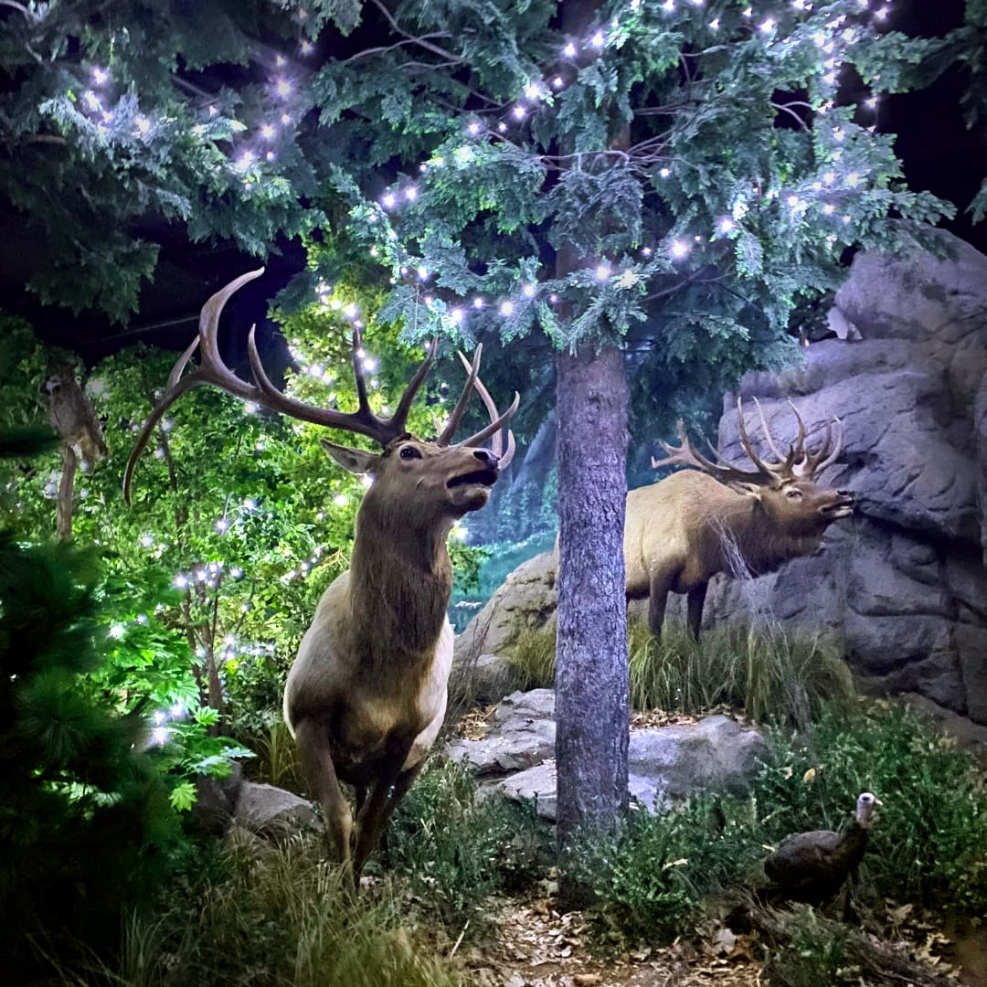 Rolling Hills Zoo Brings Back Kansas’ Only All-Indoor Holiday Light ...